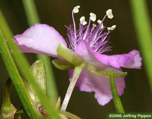 Tradescantia (spiderwort)