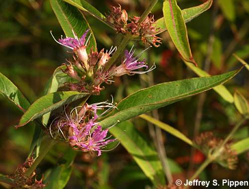Decodon (swamp loosestrife)