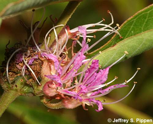 Decodon (swamp loosestrife)
