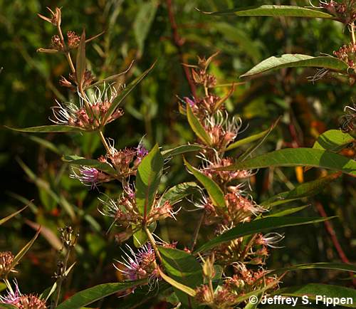 Decodon (swamp loosestrife)
