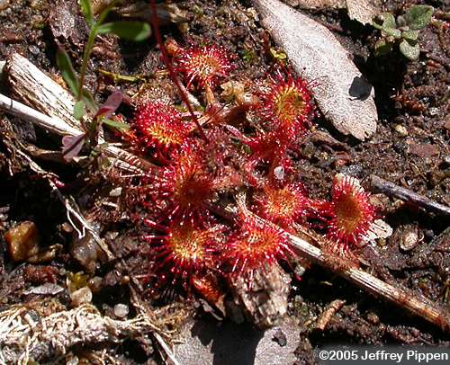 Drosera (sundew)