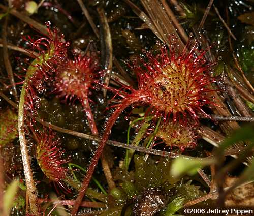 Drosera (sundew)