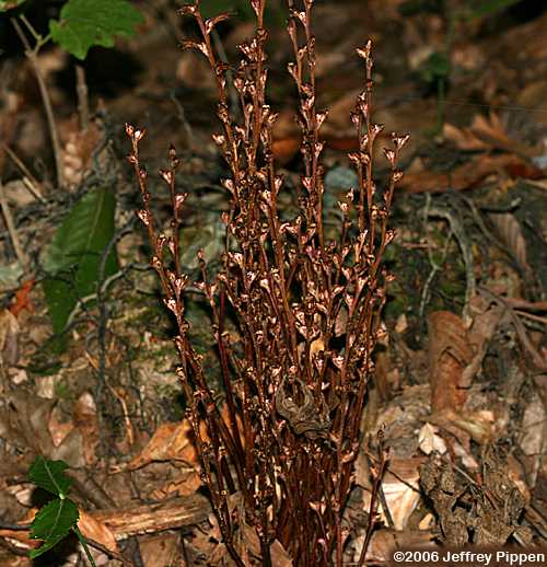 Epifagus (beechdrops)