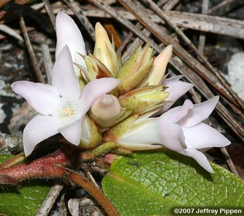 Epigaea (trailing arbutus)