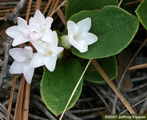 Epigaea (trailing arbutus)