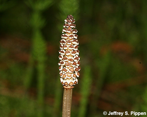 horsetails & fern allies