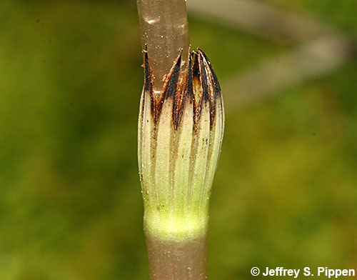 horsetails & fern allies