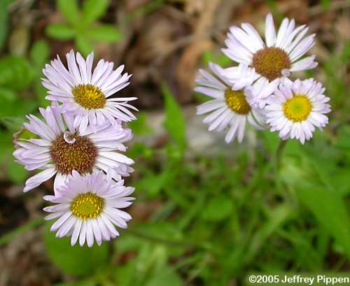 Erigeron (fleabane)