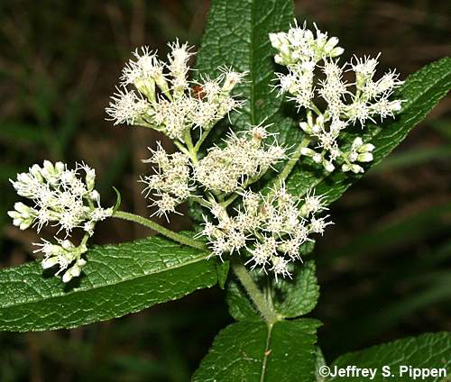 Eupatorium