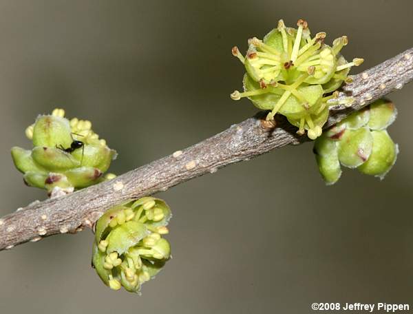 Florida & Bahamas Plants