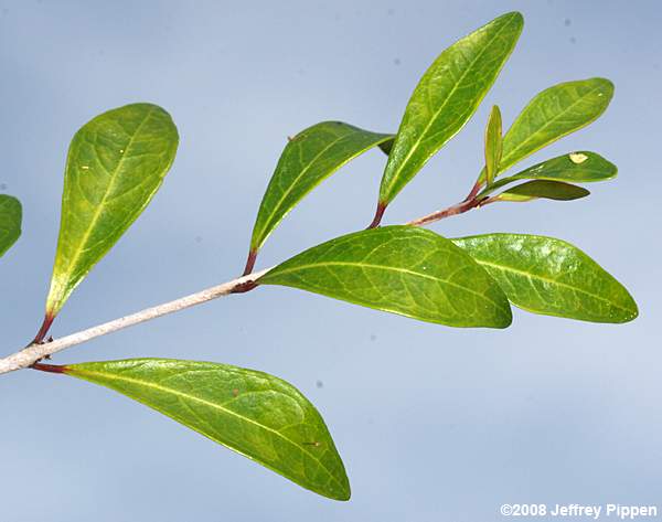 Florida & Bahamas Plants