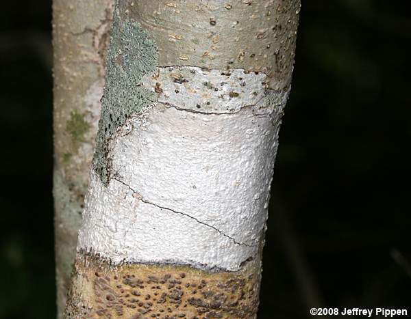 Florida & Bahamas Plants