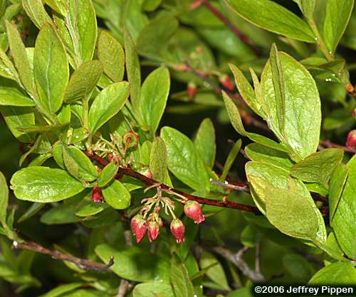 Gaylussacia (huckleberry)