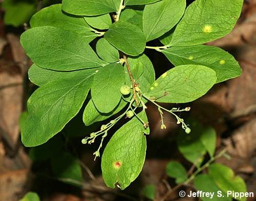 Gaylussacia (huckleberry)