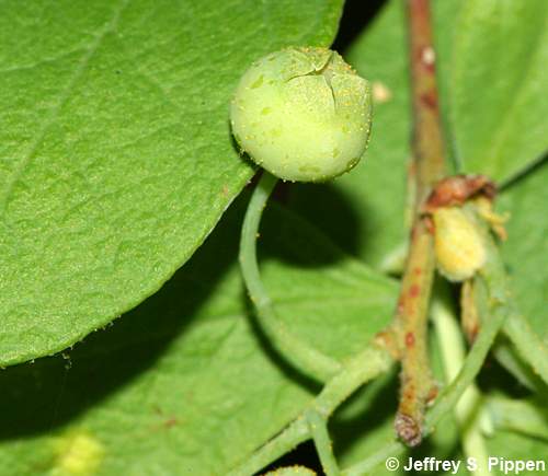 Gaylussacia (huckleberry)