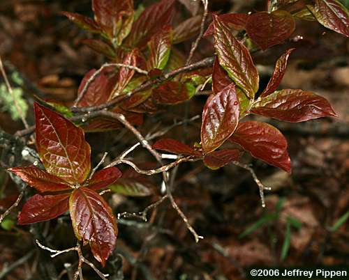 Gaylussacia (huckleberry)