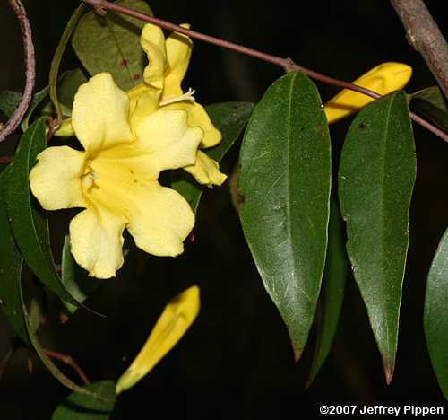 Gelsemium (yellow jessamine)