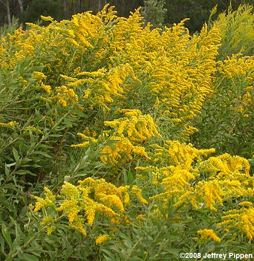 Solidago (goldenrod)
