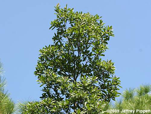 Gordonia (loblolly bay)