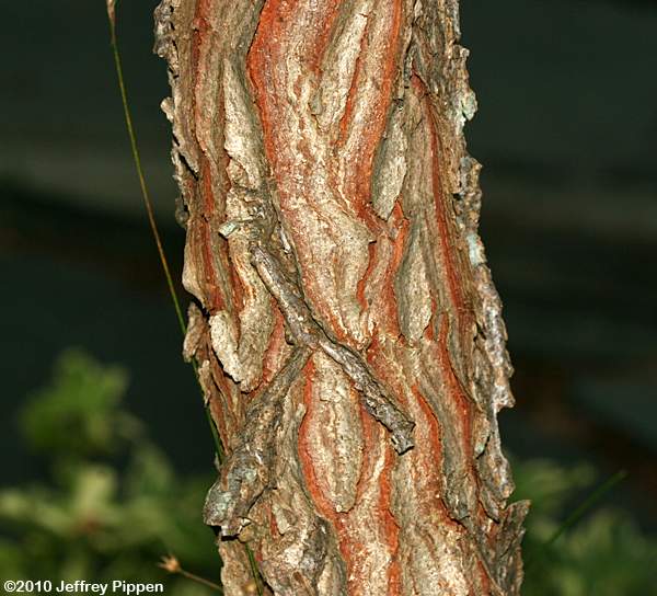 Kentucky Coffee Tree Bark