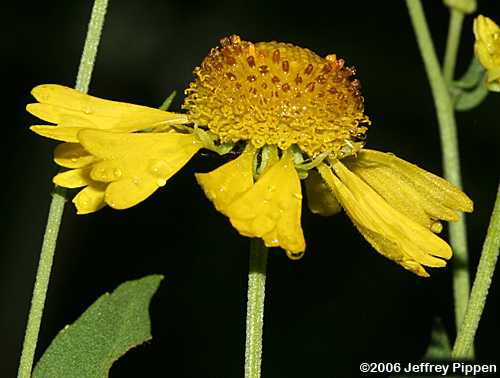 Helenium (sneezeweeds)