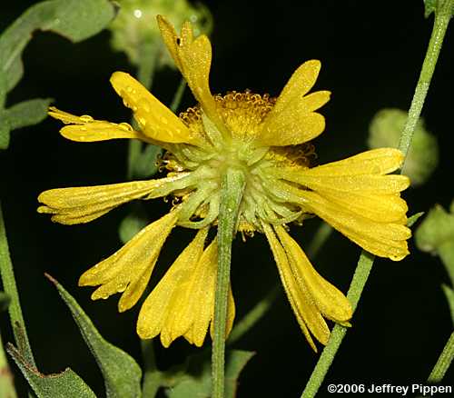 Helenium (sneezeweeds)