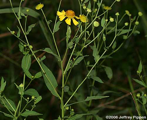 Helenium (sneezeweeds)