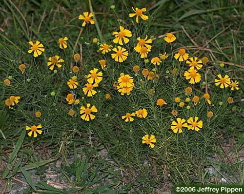 Helenium (sneezeweeds)
