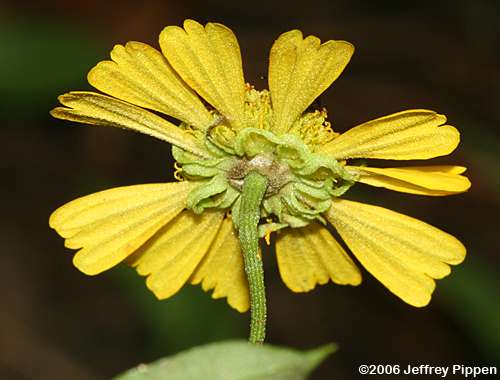 Helenium (sneezeweeds)