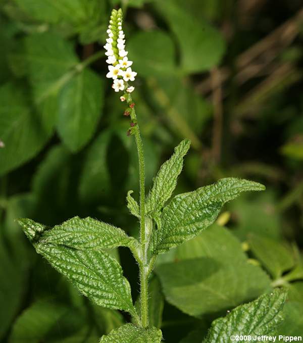 Florida & Bahamas Plants