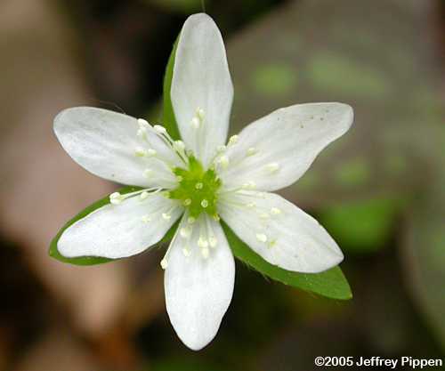 Hepatica (liverleaf)