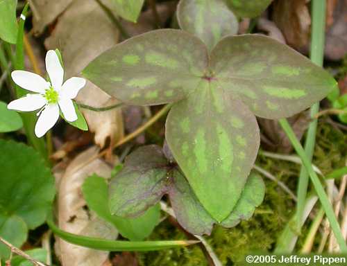 Hepatica (liverleaf)