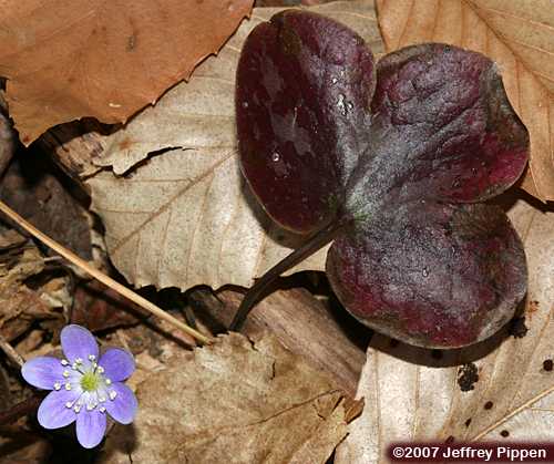 Hepatica (liverleaf)