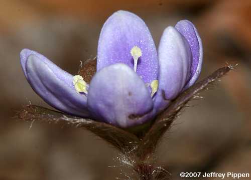 Hepatica (liverleaf)