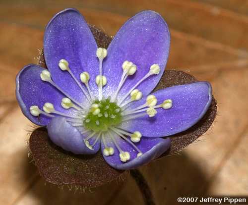 Hepatica (liverleaf)