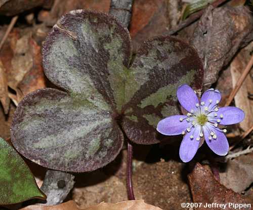 Hepatica (liverleaf)