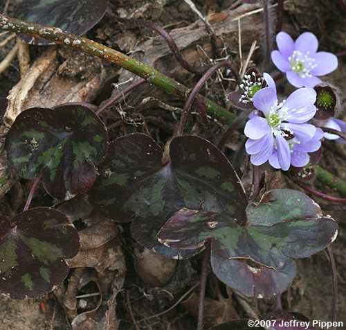 Hepatica (liverleaf)