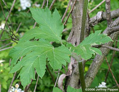 Heracleum (cowparsnip)