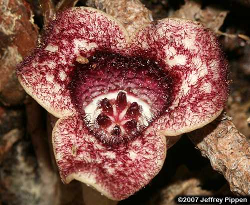 Hexastylis (heartleaf)