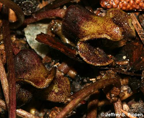 Hexastylis (heartleaf)