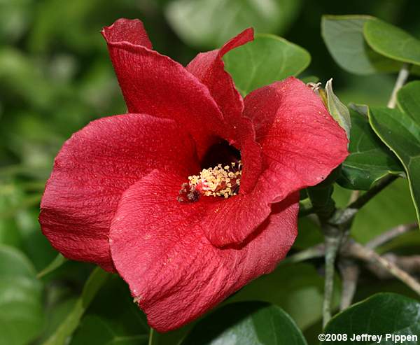 Florida & Bahamas Plants