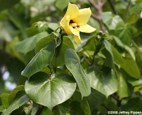 Florida & Bahamas Plants