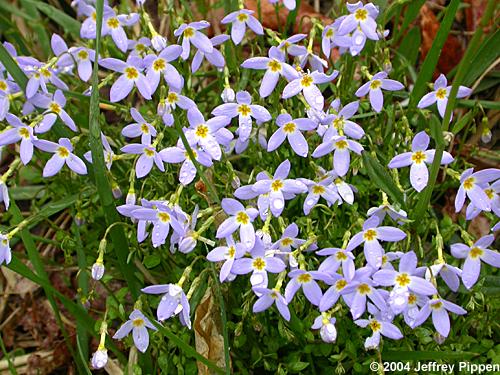 Houstonia (bluets)
