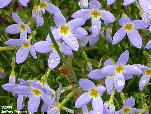 Houstonia (bluets)