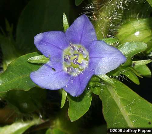Hydrolea