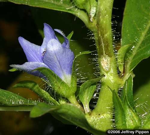Hydrolea