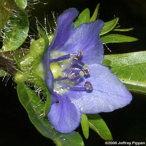 Hydrolea