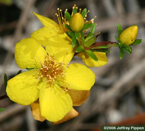 Hypericum
