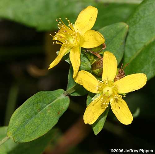 Hypericum