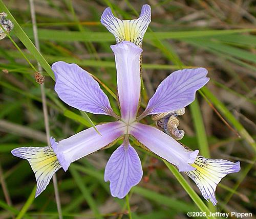 Iris prismatica - Alchetron, The Free Social Encyclopedia